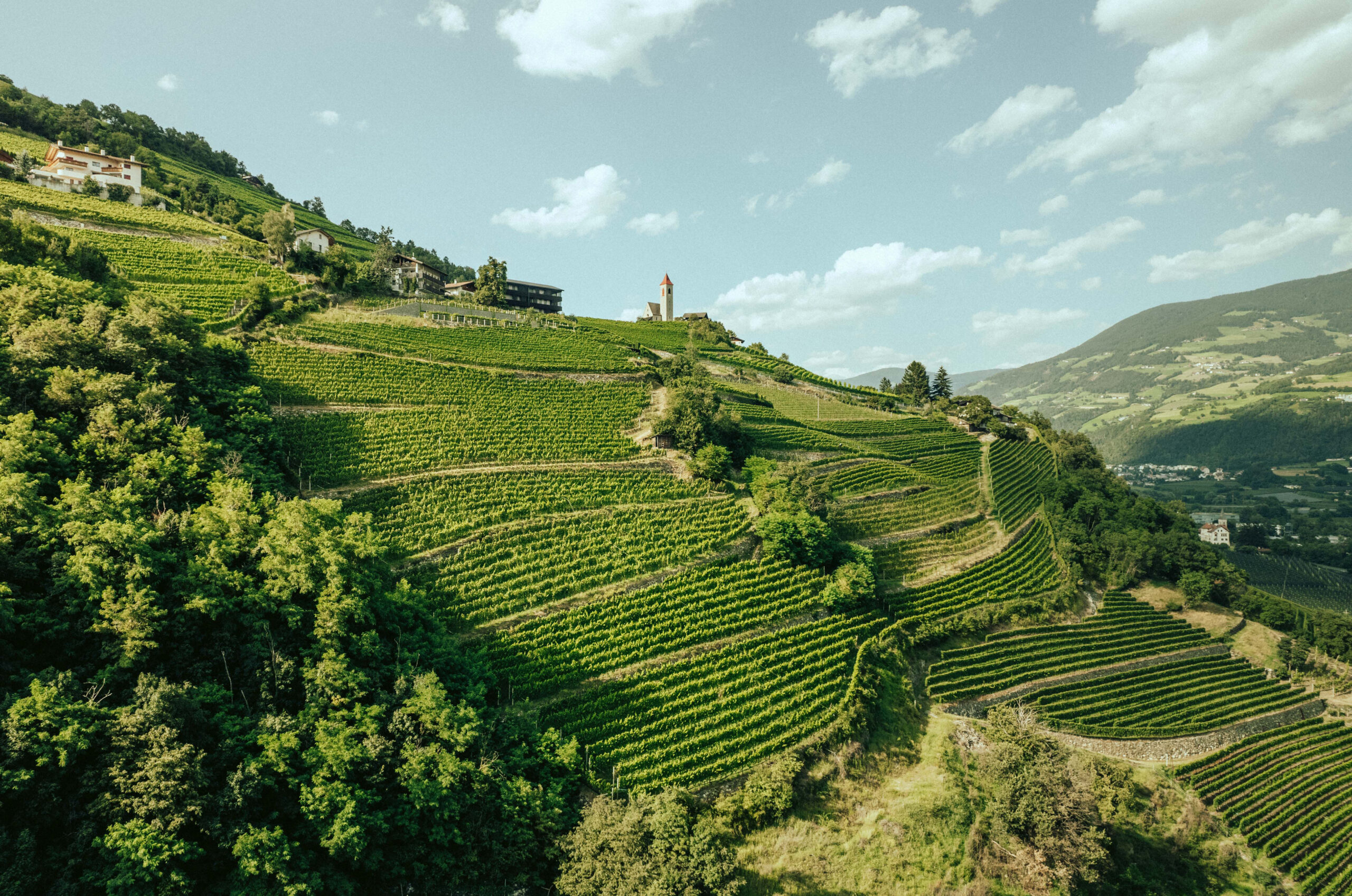 Daniel Sigmund: Silvaner 2022 – Wein für Wein